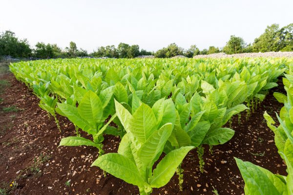 The Sacred Tobacco Plant: Physical and Spiritual Effects