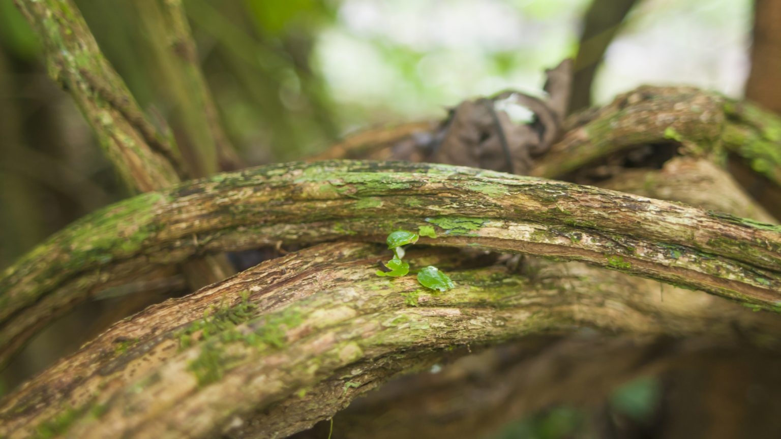 Planta Banisteriopsis Caapi - SINCHI RAPÉ