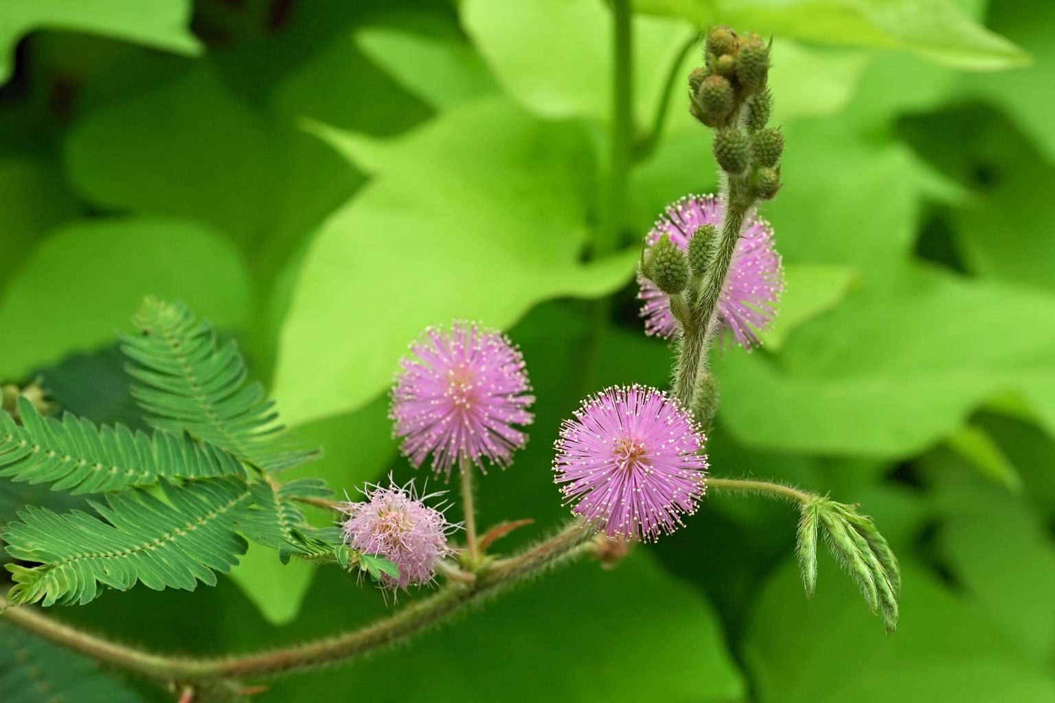 Mimosa Hostilis- Tepezcohuite - SINCHI RAPÉ