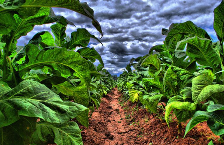 Cos'è il Rapé? Significato ancestrale di Rapé e suo uso sacro