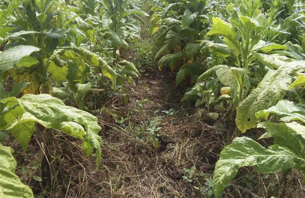 The sacred plant of Mapacho (Nicotiana): Effects